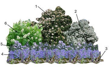 Clay soils with white and blue flowers | RHS Advice