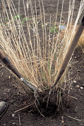 Revitalise Overgrown Garden Borders | RHS Advice