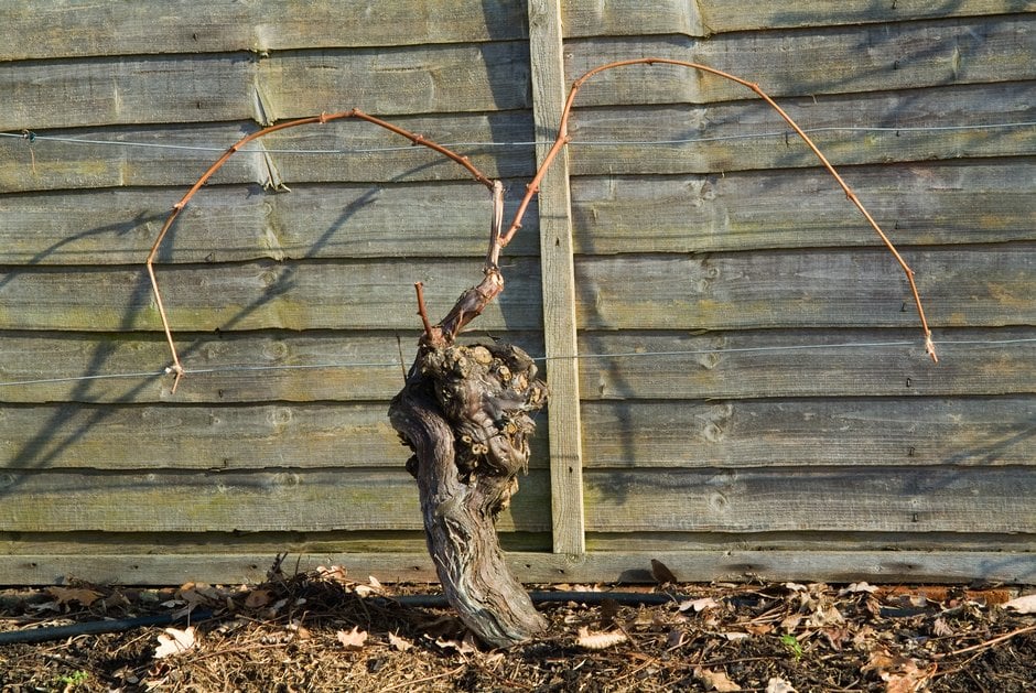 Grapes: Guyot training and pruning | RHS Advice