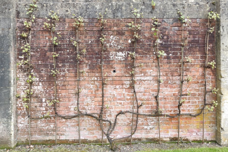 Grapes: pruning and training | RHS Advice