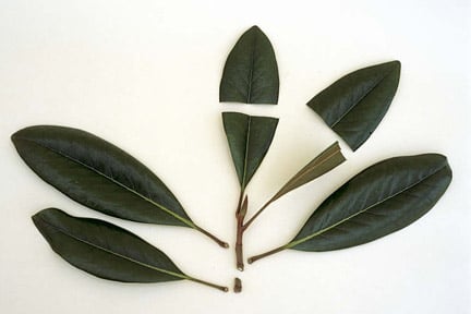 Leaf Cuttings | RHS Advice
