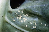 Club Root in Brassicas: Prevention & Treatment | RHS Advice