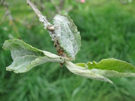 Apple Powdery Mildew: Symptoms and Care | RHS Advice
