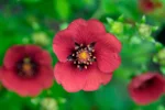 Potentilla / RHS Plant Guide