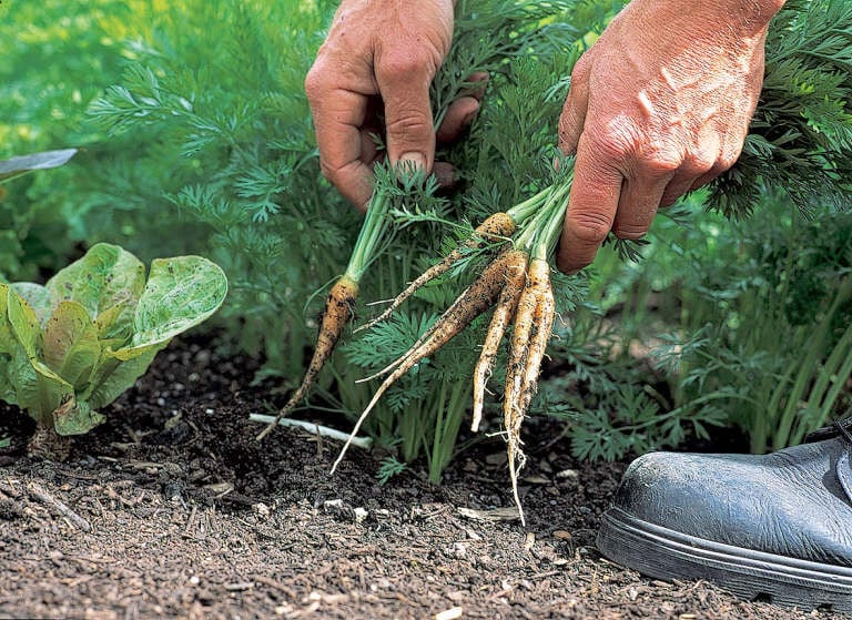 Choosing Mini Vegetables | RHS Advice