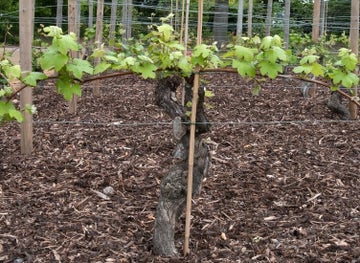 Grapes: Guyot training and pruning | RHS Advice