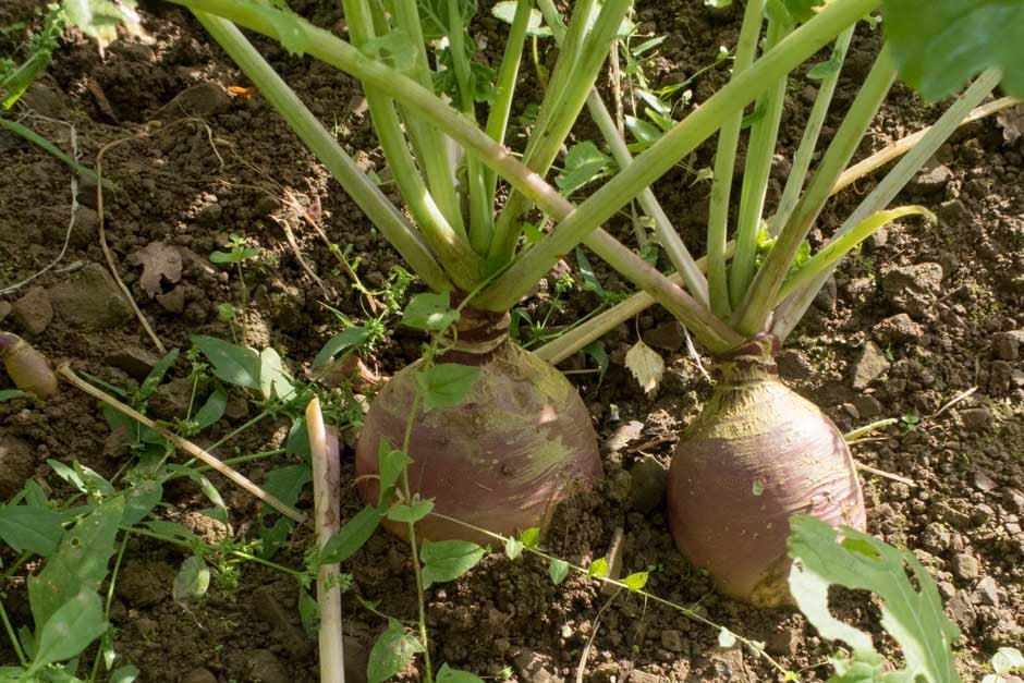 How to grow swedes | RHS Guide