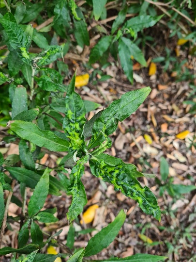 Aphids on Buddleja: Symptoms and Solutions | RHS Advice