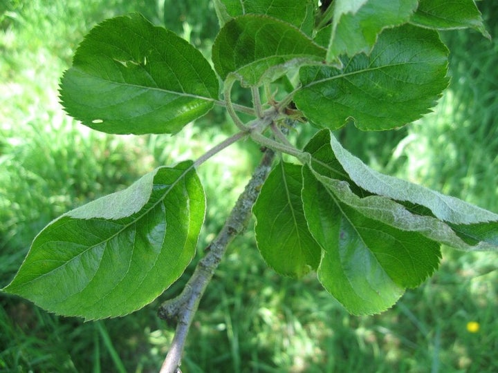 Apple Powdery Mildew: Symptoms and Care | RHS Advice
