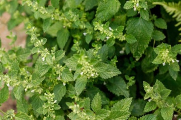 How to grow Lemon balm | RHS Guide