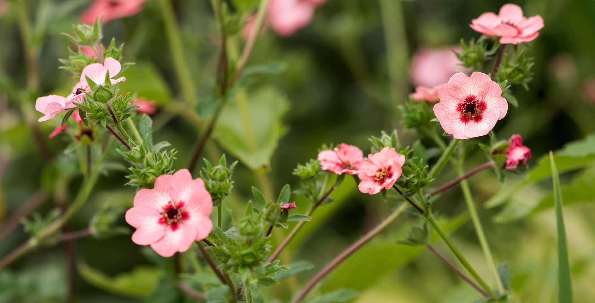 Potentilla / RHS Plant Guide