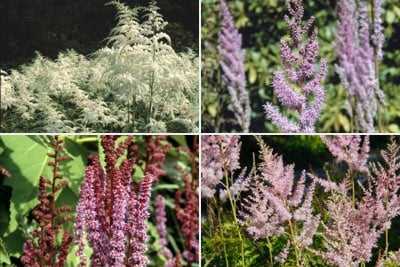 Astilbe / RHS Plant Guide