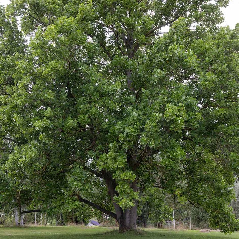 Trees and the Law: What You Need to Know | RHS Advice
