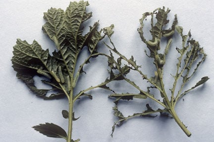 Large rose sawfly: Identification & Control | RHS Advice
