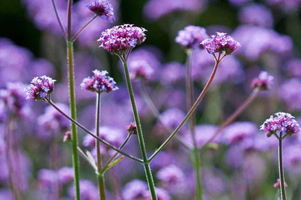 How to grow verbena / RHS Growing Guide