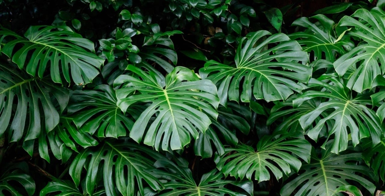 How to grow Swiss cheese plants / RHS Growing Guide