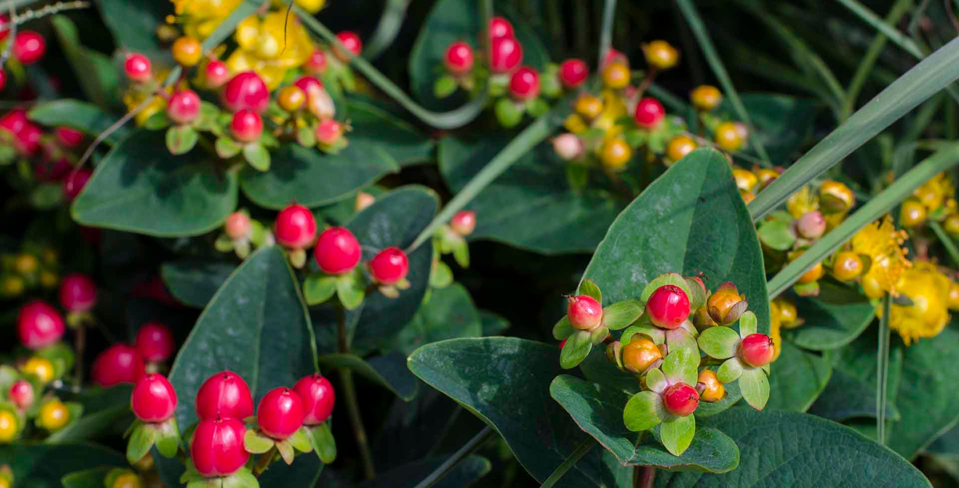 Hypericum / RHS Plant Guide