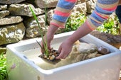 Pond Algae and Blanket Weed | RHS Advice