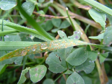 Lawn: rust disease: Symptoms, Causes & Control | RHS Advice