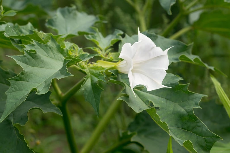 Thorn Apple | RHS Advice