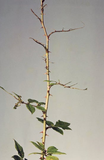 Large rose sawfly: Identification & Control | RHS Advice
