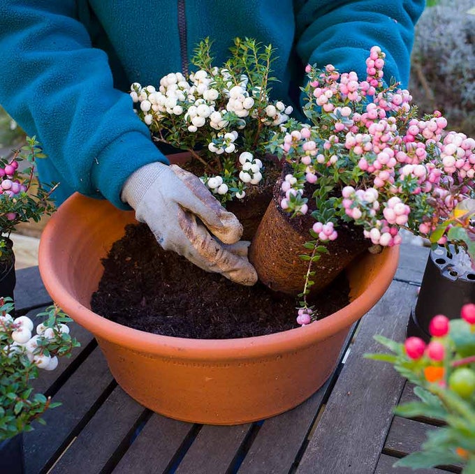 Growing plants in containers: Expert Guide | RHS Advice