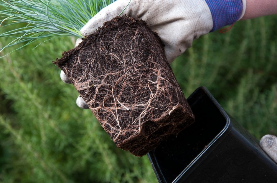 How Plants Grow and Thrive | RHS Advice