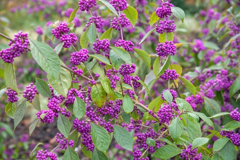 Blue and Purple Plants for Pollinators | RHS Advice