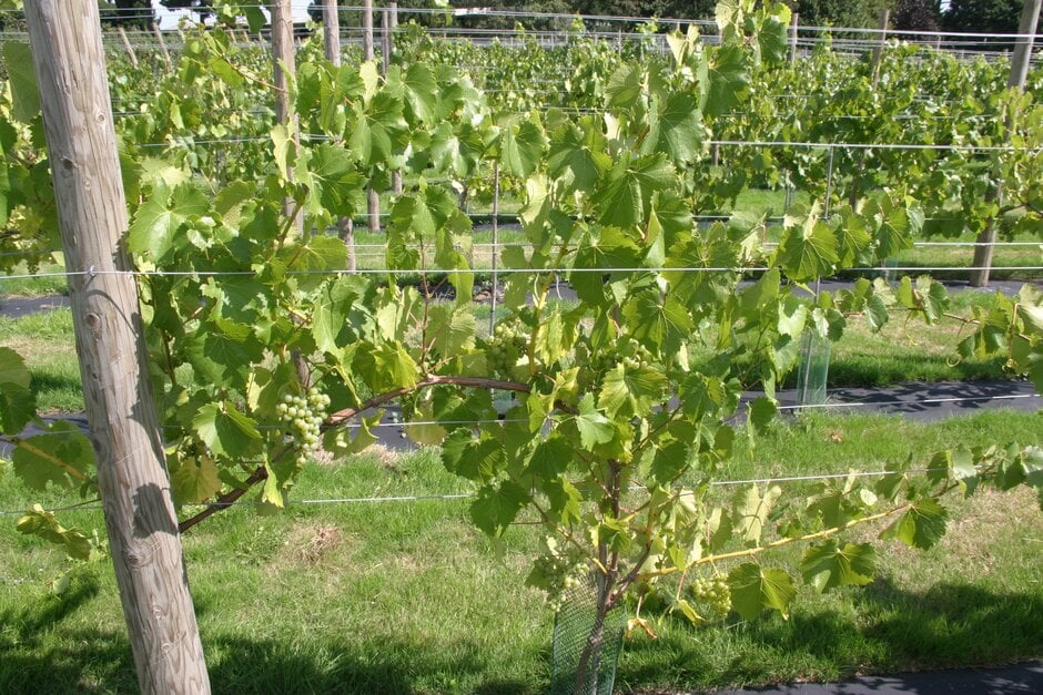 Grapes: pruning and training | RHS Advice