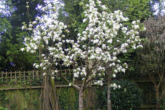 How to Stake a Tree | RHS Advice