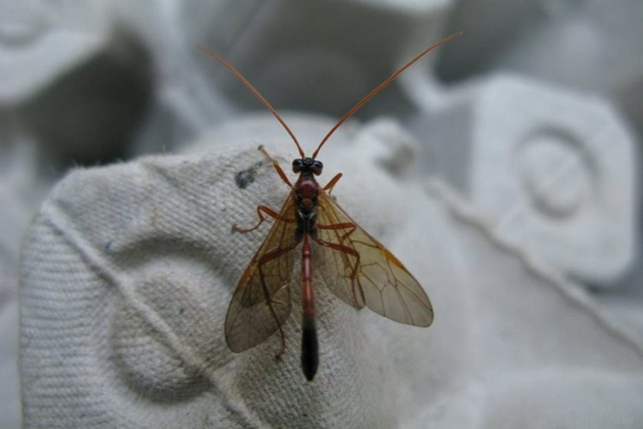 Beneficial Insects and Bugs | RHS Advice