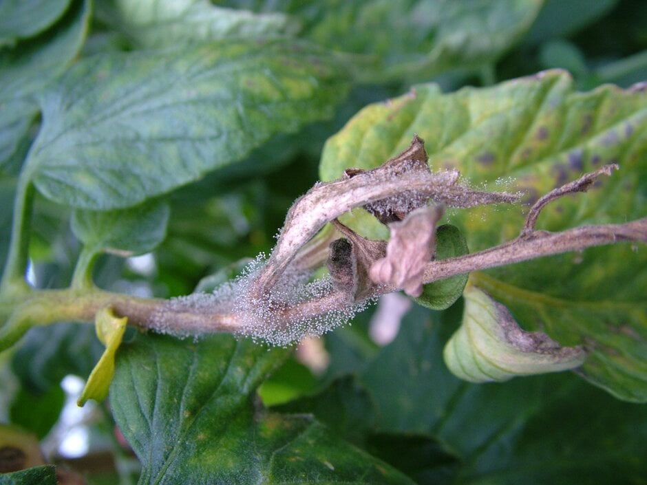 Broad bean chocolate spot: Causes & Control | RHS Advice