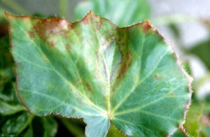 Plant Viruses: Identification & Management | RHS Advice