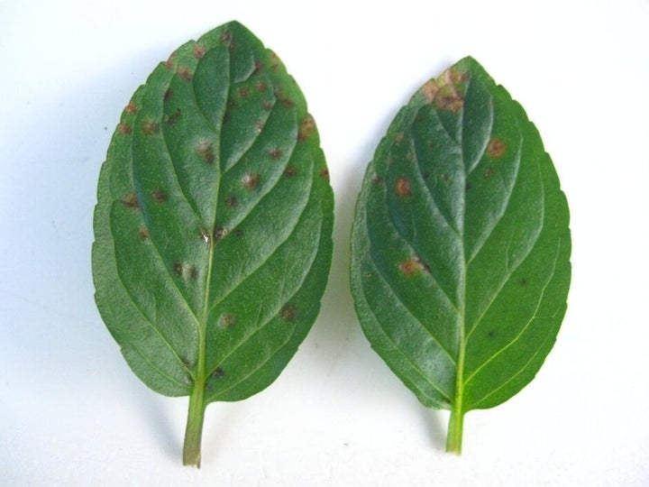 Rust diseases: Symptoms & Control | RHS Advice