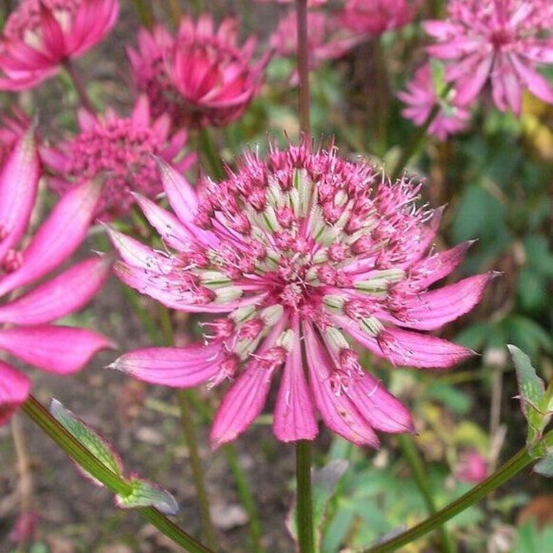 Part Shade: Buds and Blooms | RHS Advice