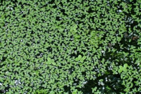 Duckweed | RHS Advice