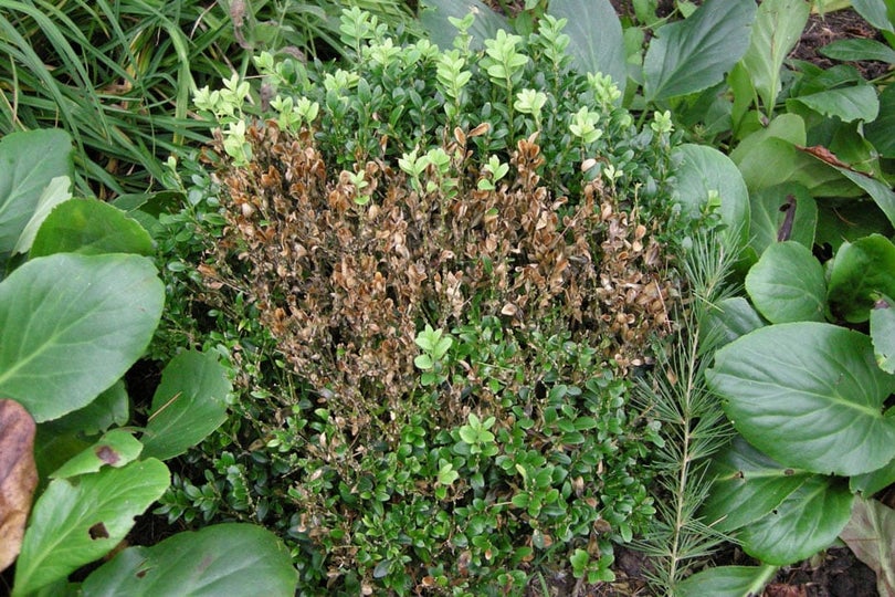 Box blight: Causes, Symptoms & Control | RHS Advice