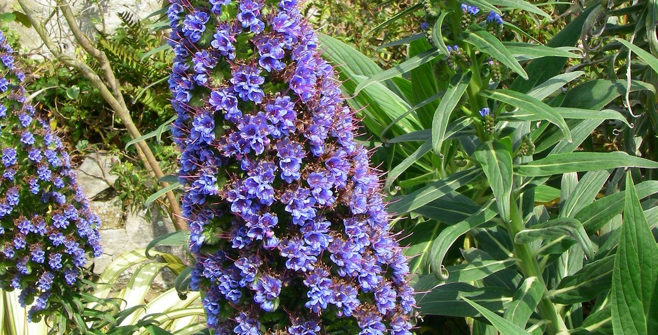 Echium / RHS Plant Guide