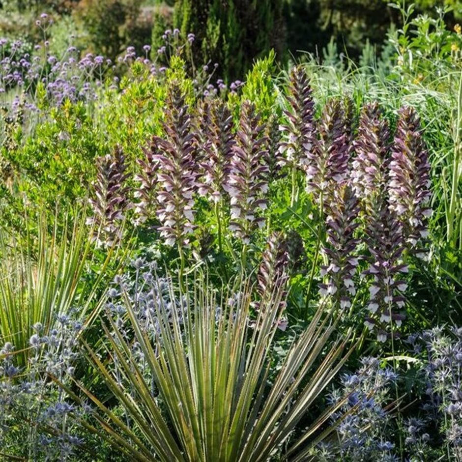 Sandy soil with flower and foliage interest | RHS Advice