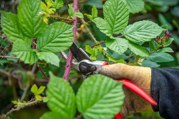 Brambles | RHS Advice