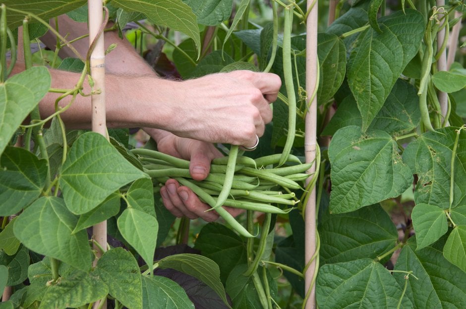How to grow French beans | RHS Guide