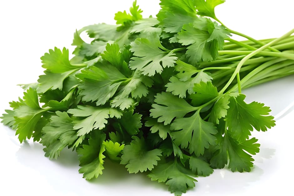 How to grow Coriander | RHS Guide