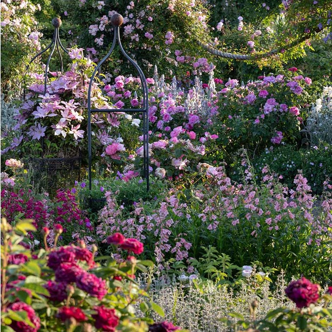 Rose Pruning: Climbing Roses | RHS Advice