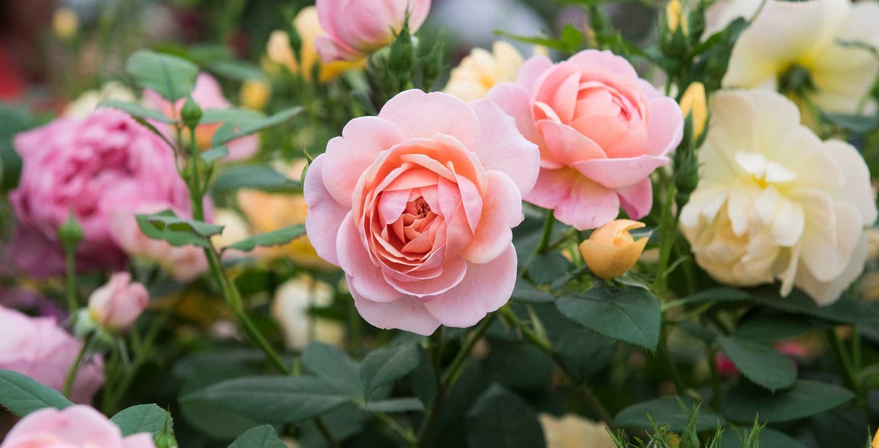 Roses (Rosa) / RHS Plant Guide