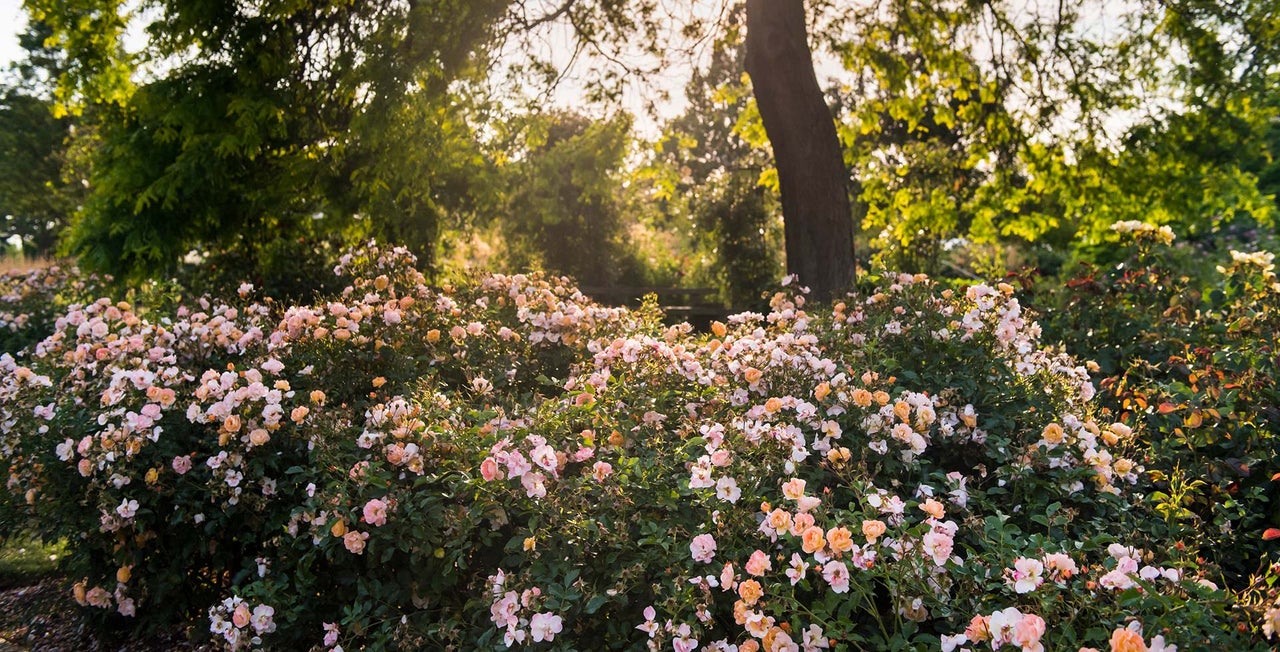 Ground-cover roses / RHS Plant Guide
