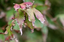 Acer (Maple) / RHS Plant Guide