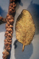 Brown Scale: Identification and Control | RHS Advice