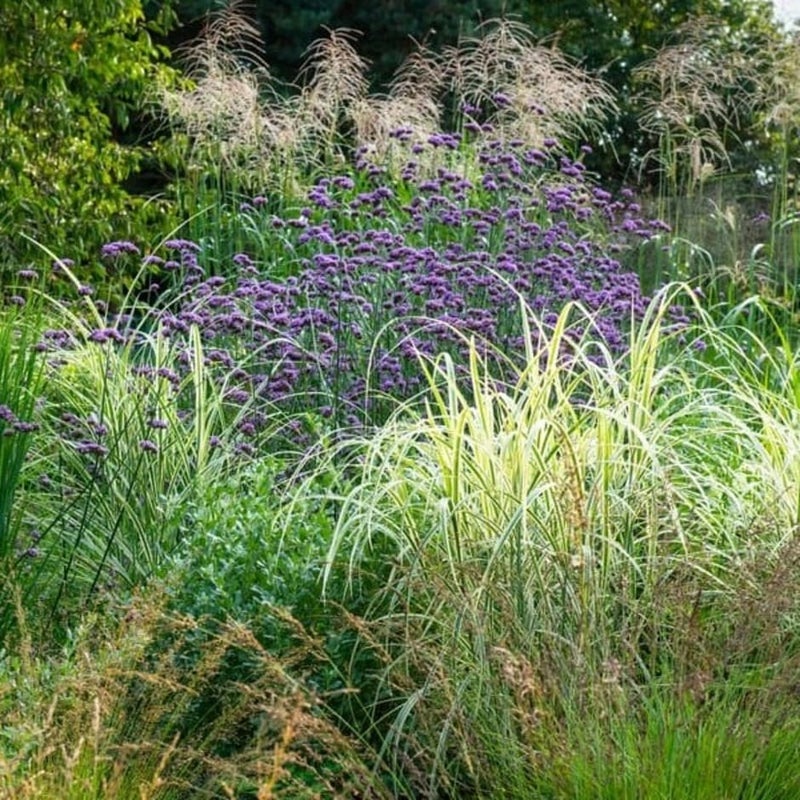 Touch: Textural Variety Plants | RHS Advice