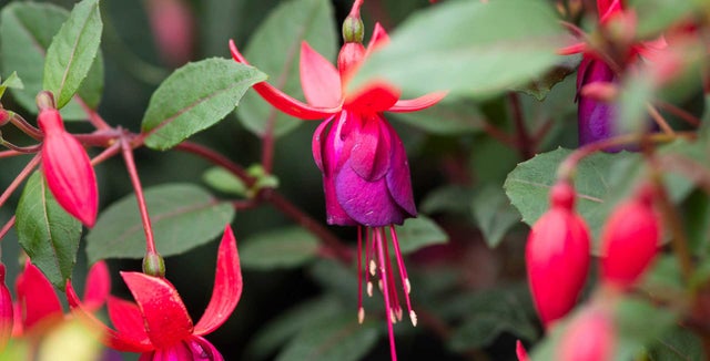 Fuchsia / RHS Plant Guide