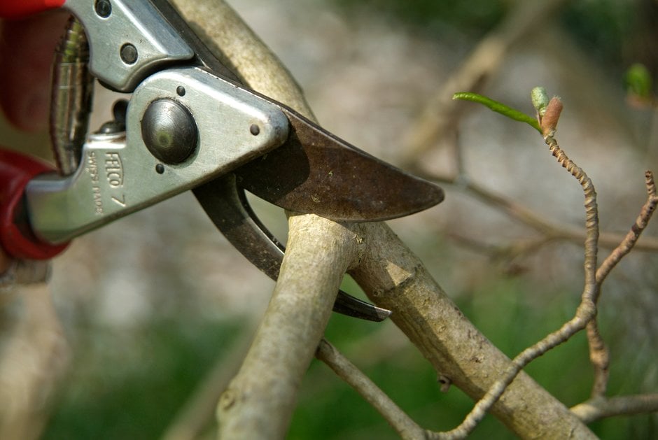 How to Prune a Tree | RHS Advice